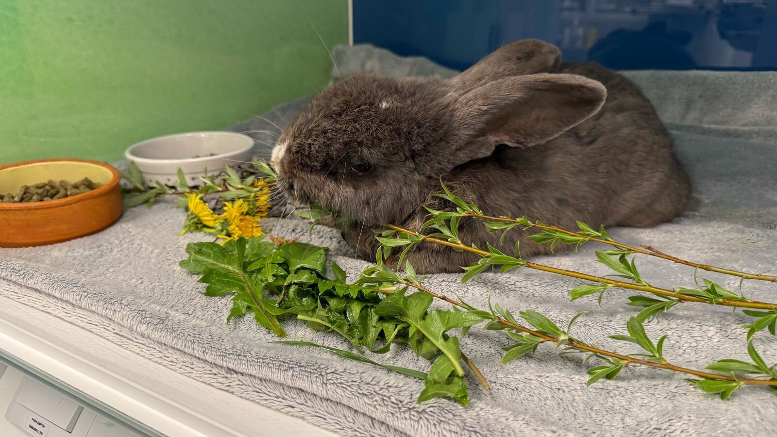 Konijn met abcessen en gebroken heup ingeslapen na mishandeling in ...